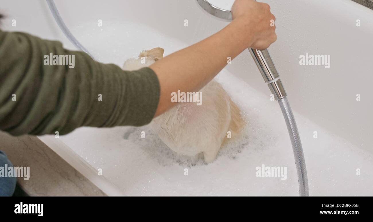 Pomeranian dog take bath and get angry Stock Photo - Alamy