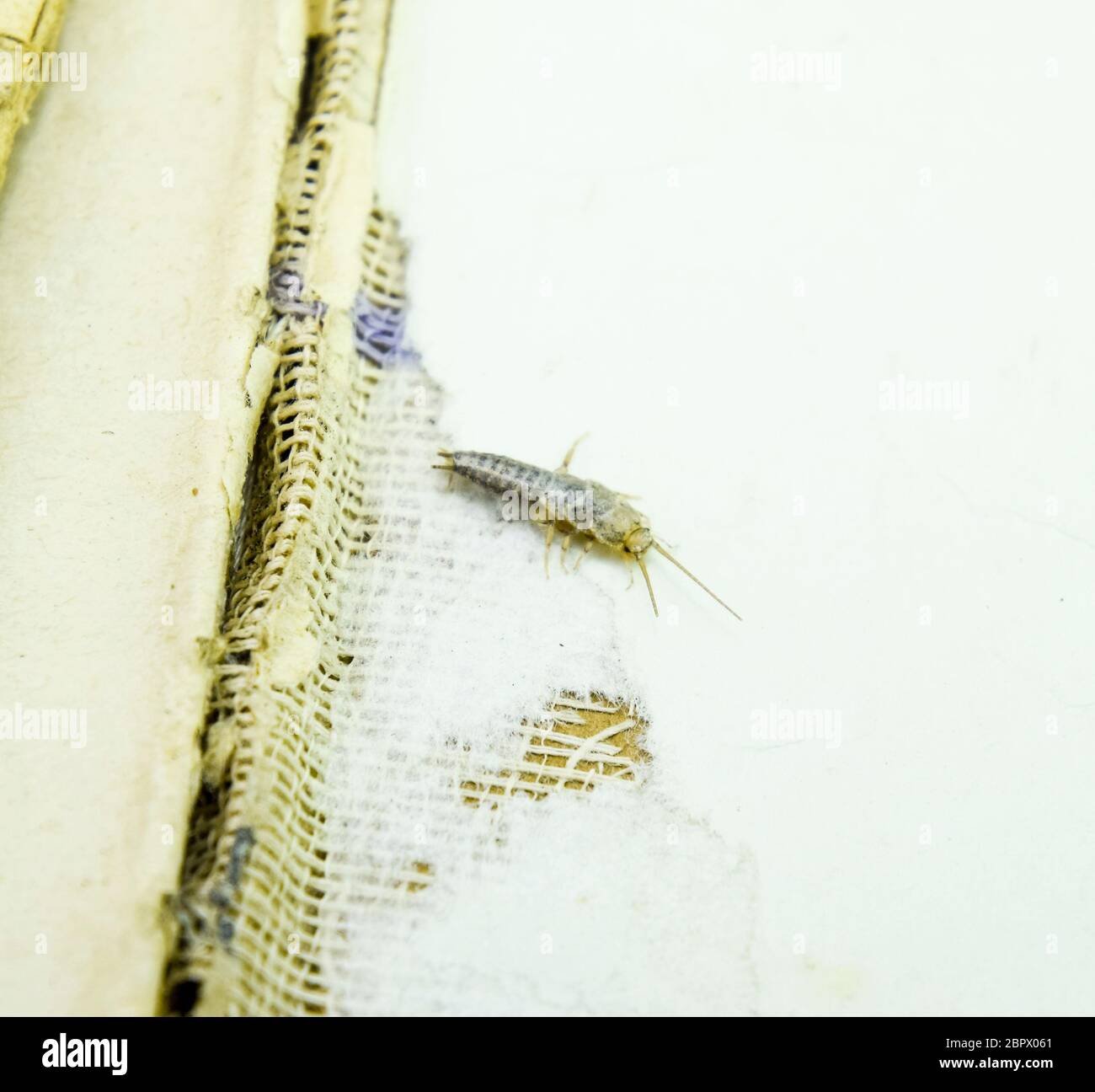 Insect feeding on paper - silverfish. Pest books and newspapers Stock ...