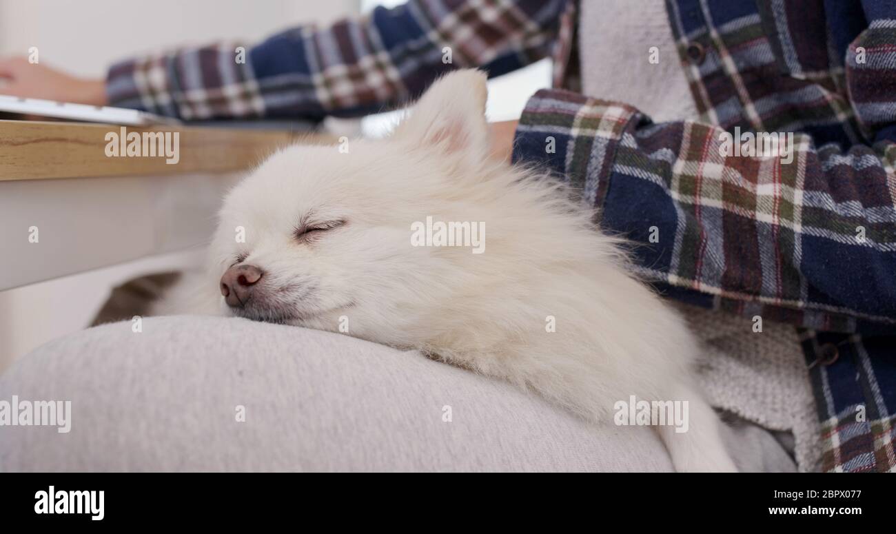 Pomeranian sleep on sofa home hi-res stock photography and images - Alamy