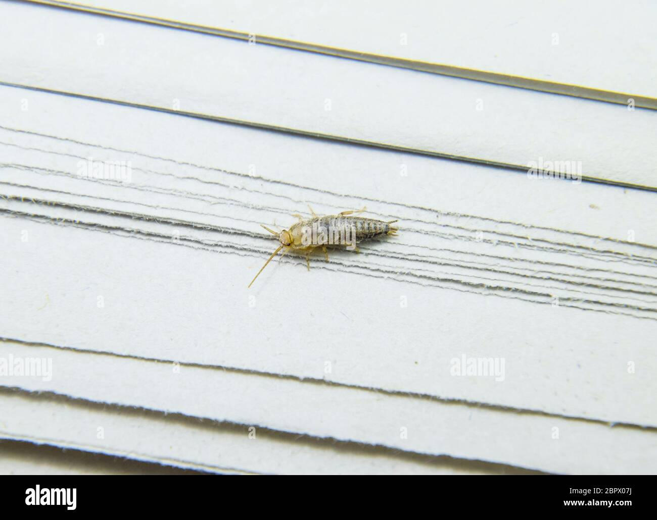 Silverfish damage hi-res stock photography and images - Alamy
