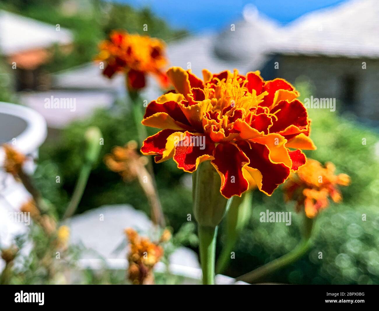 Flowers of blackberry in the monastery of Mount Athos on the background ...