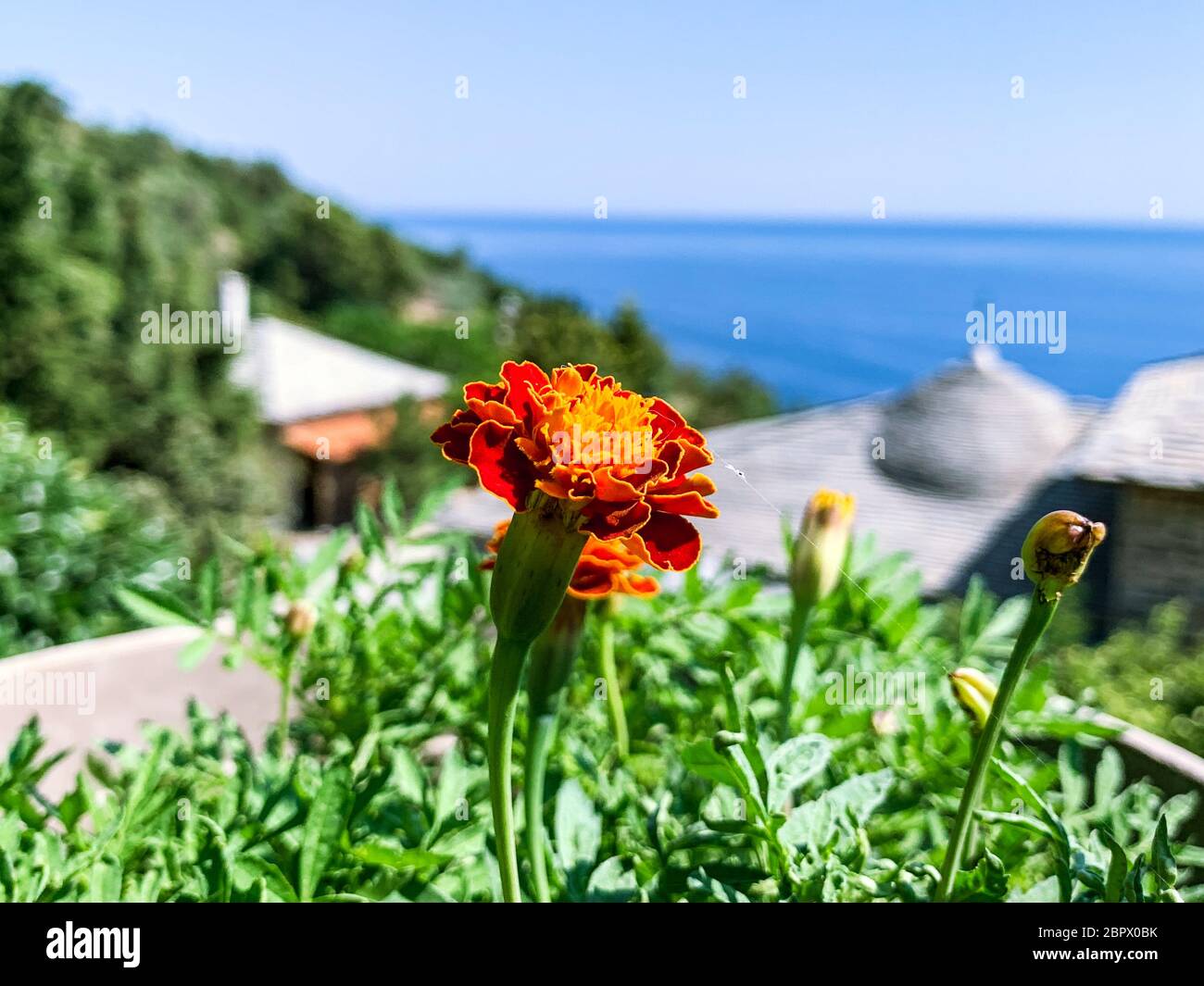 Flowers of blackberry in the monastery of Mount Athos on the background ...