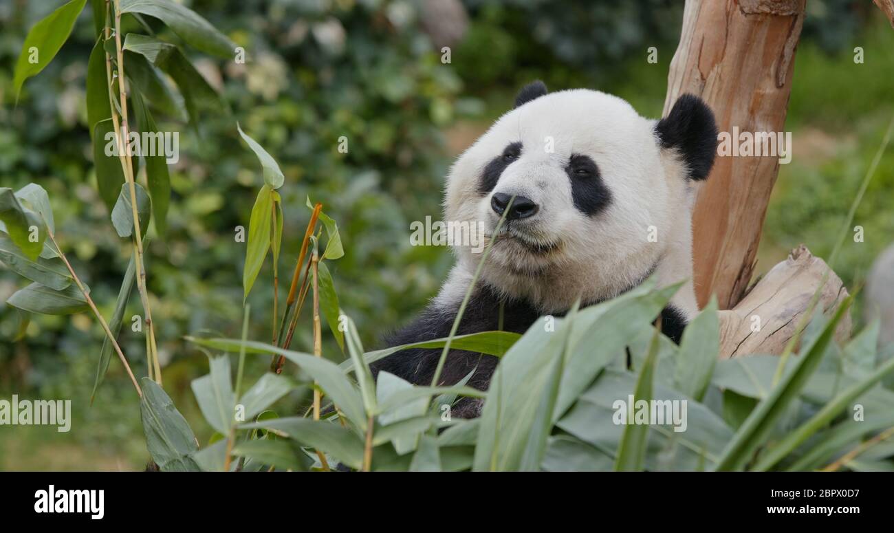 Panda eat bamboo Stock Photo - Alamy