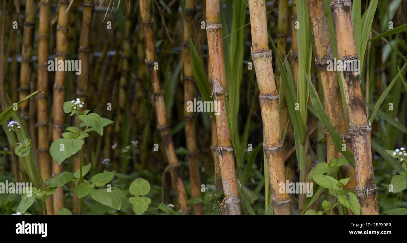 Sugar cane farm Stock Photo - Alamy