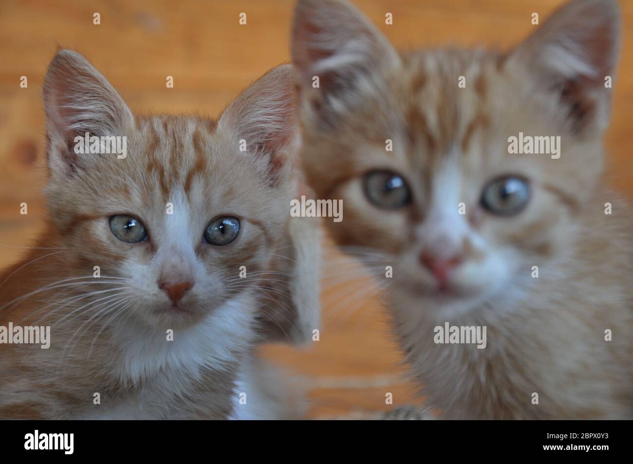 Two red cats with the surprised eyes Stock Photo - Alamy