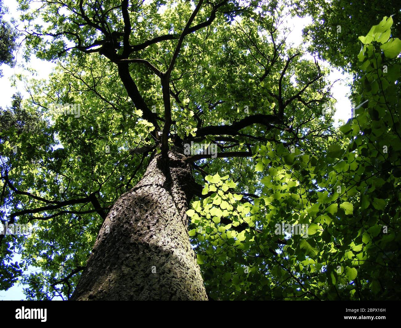 See the sky from under a tall tree in the woods Stock Photo - Alamy