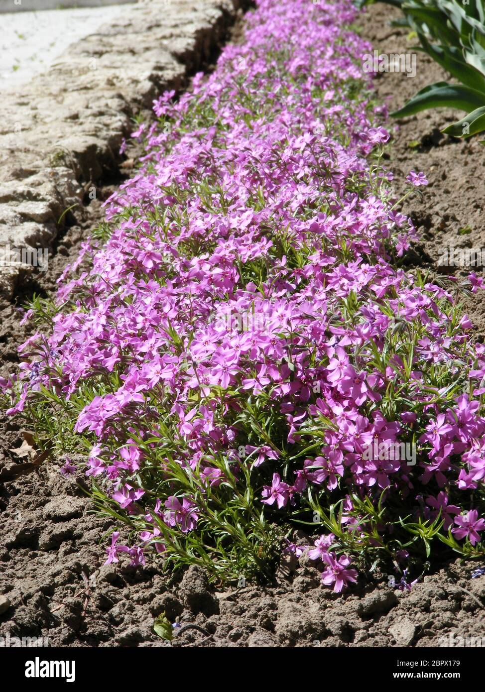 Carpet banner of flowers hi-res stock photography and images - Alamy