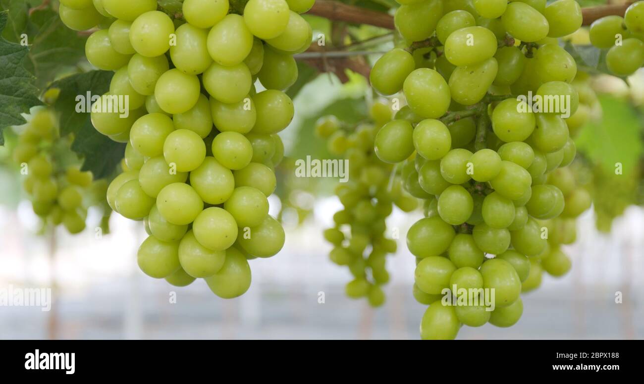 Fresh Green grape farm garden Stock Photo - Alamy