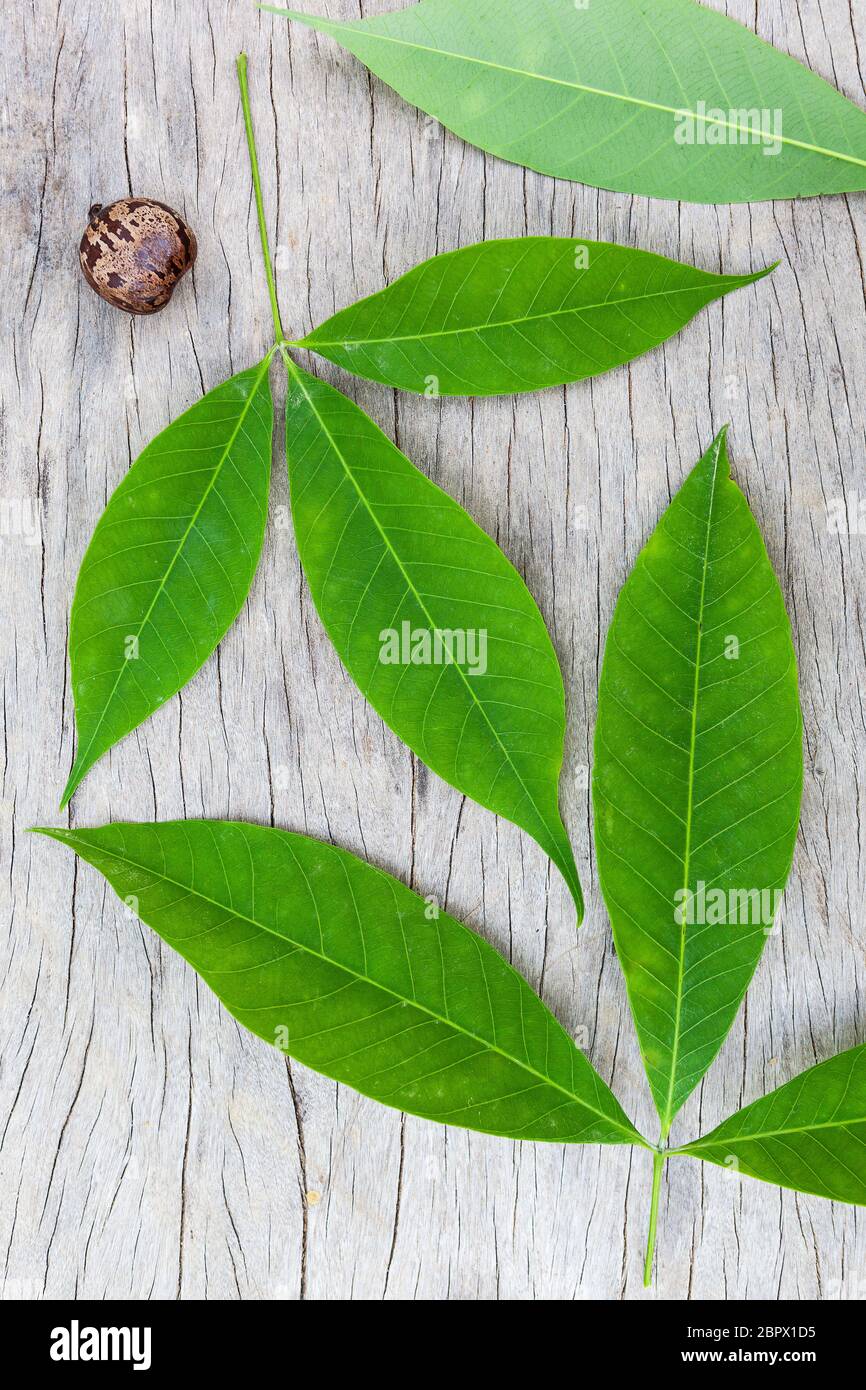 Rubber tree leaves on wooden surface from above. Hevea brasiliensis ...