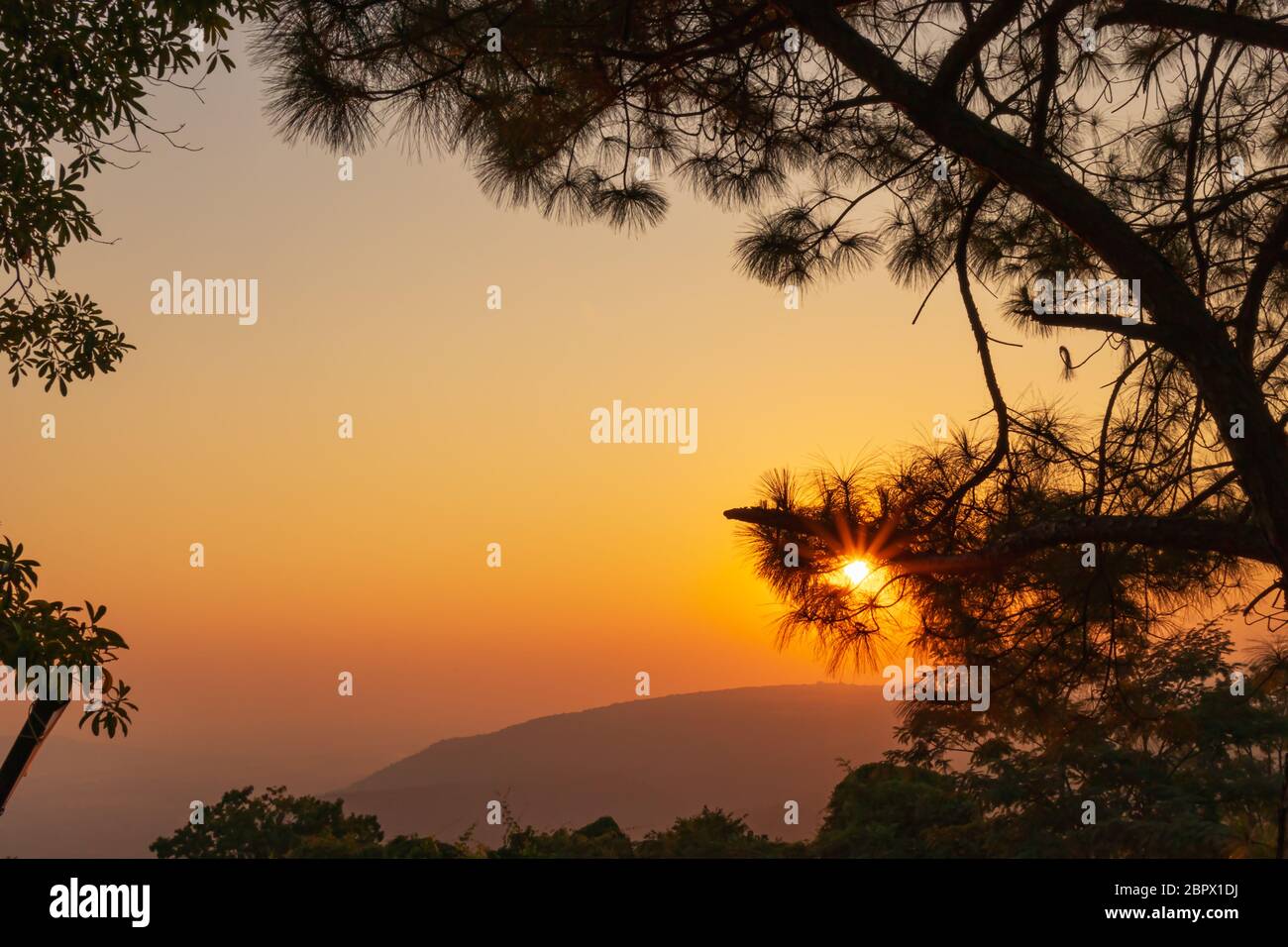 Beautiful sunset through tree leaves with orange sky and tree and ...