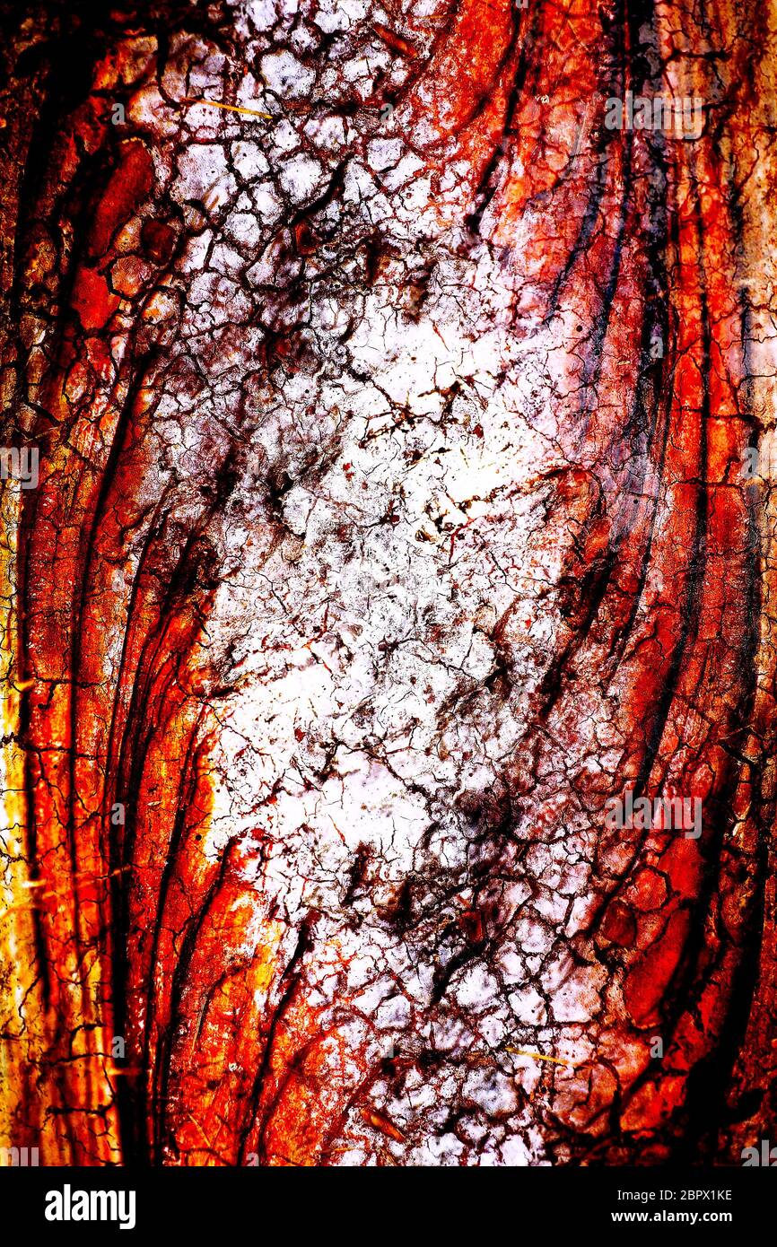 Amazing colorful tripped tree brunch abstract background wallpaper ...