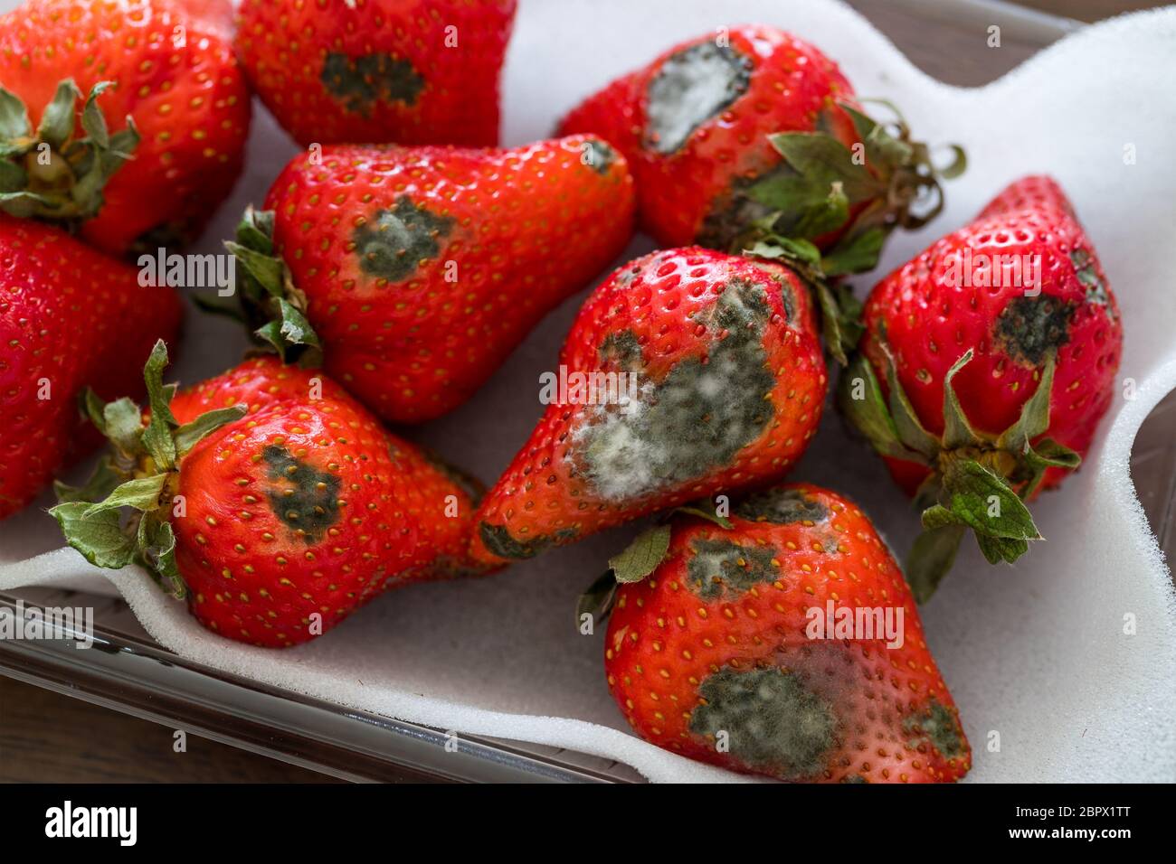 Gray mold on red ripe strawberries Stock Photo - Alamy
