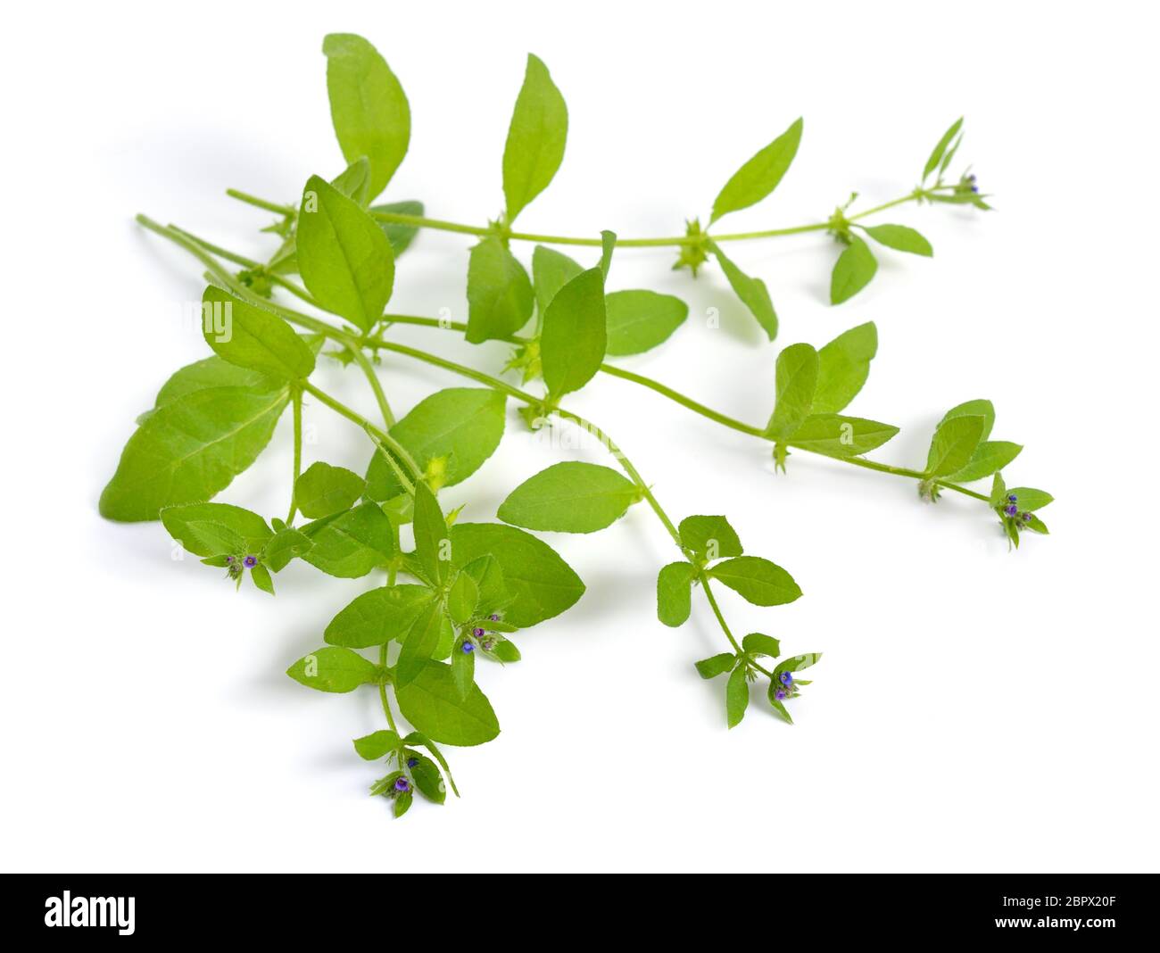 Asperugo procumbens, known as madwort or German madwort. Isolated Stock ...