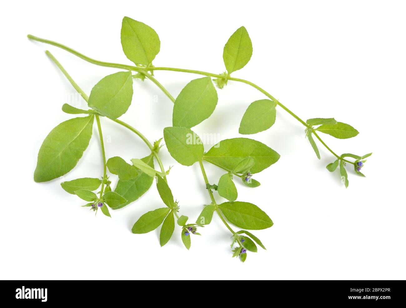 Asperugo procumbens hi-res stock photography and images - Alamy