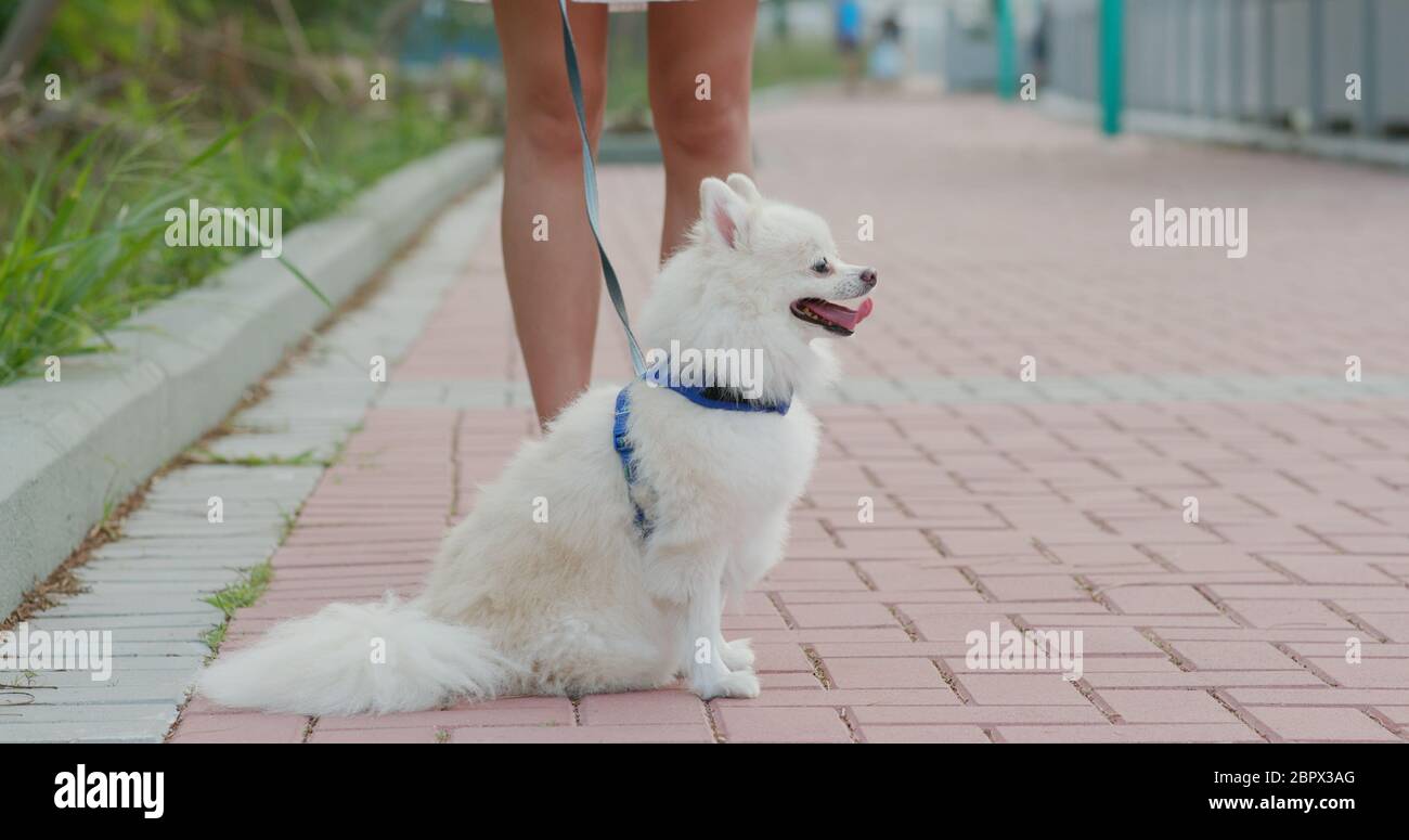 Pomeranian go out pet hi-res stock photography and images - Alamy