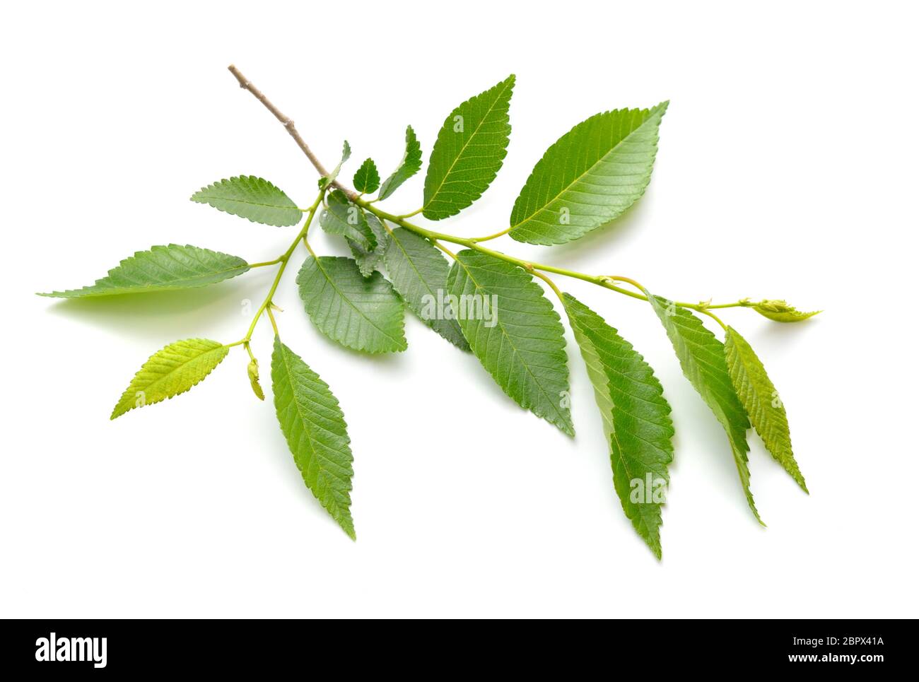Young elm tree hi-res stock photography and images - Alamy