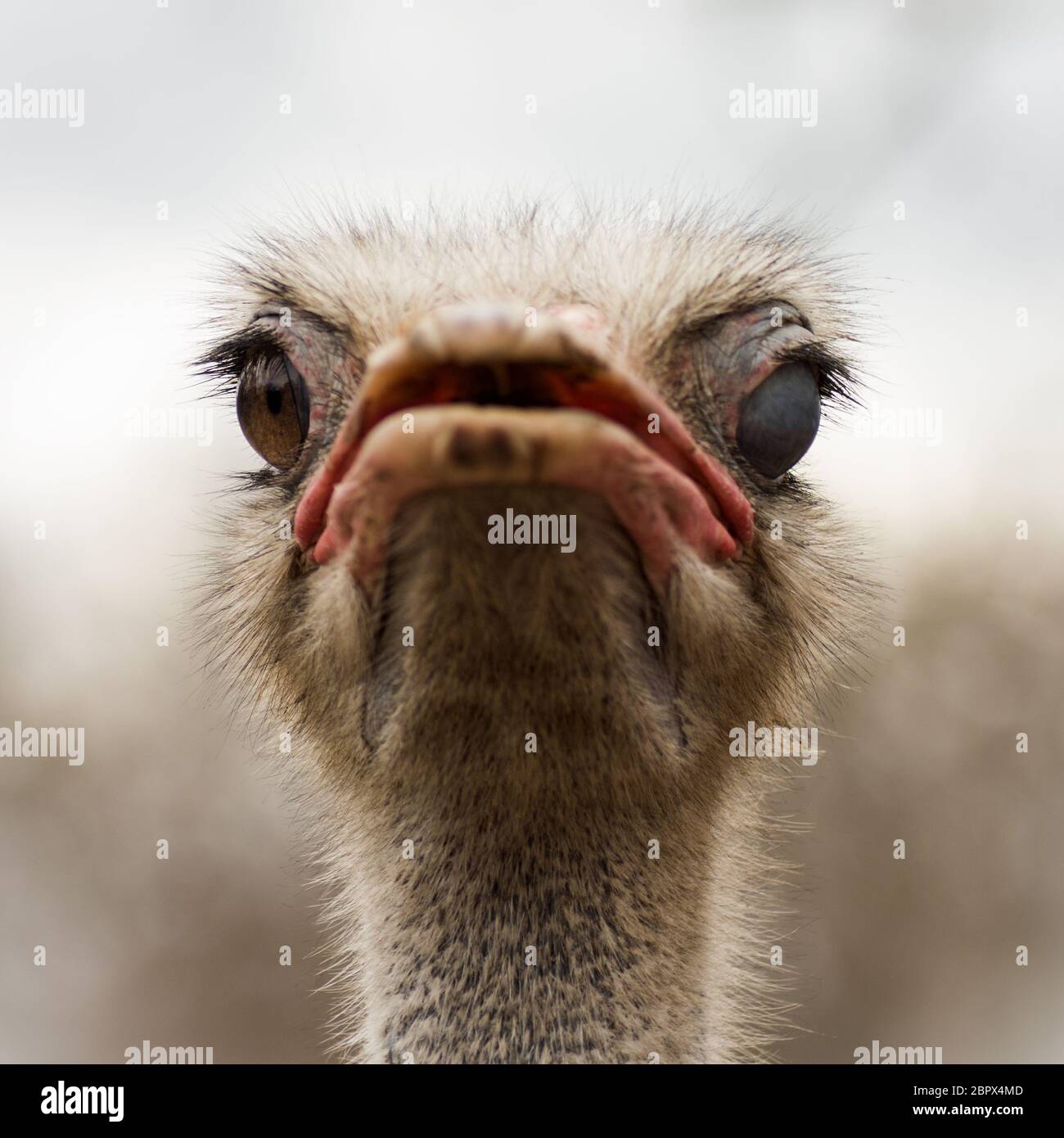 Close-up animal portrait of winking blinking ostrich bird, funny animal ...
