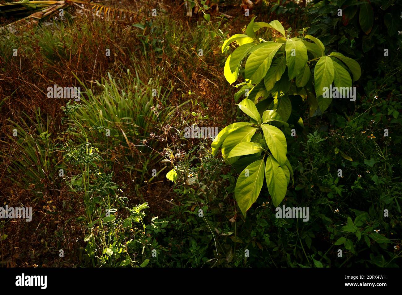 Generic fall vegetation hi-res stock photography and images - Alamy