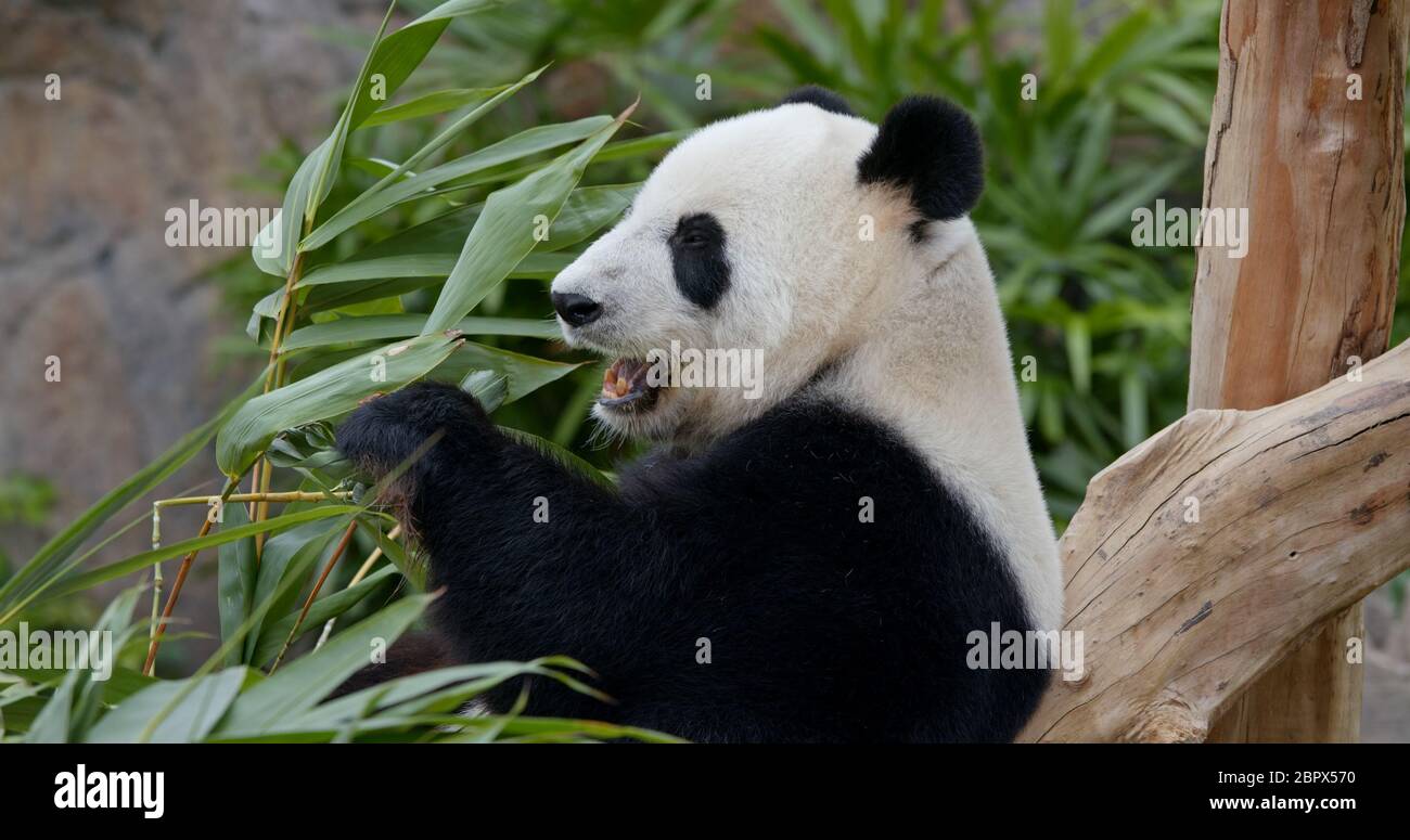 Panda eating fresh bamboo roots Stock Photo - Alamy