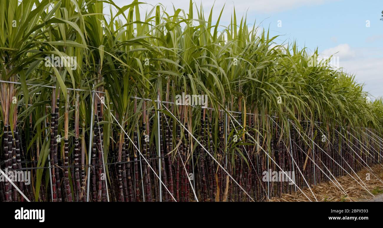 Sugar cane farm Stock Photo - Alamy