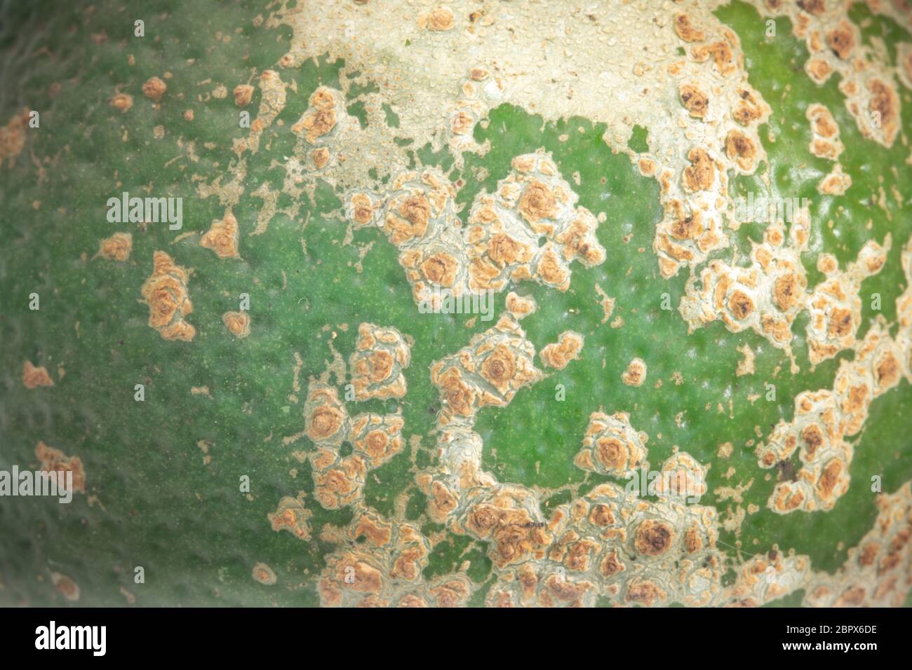 Shell Texture Fresh organic rustic slice lime isolated on white ...