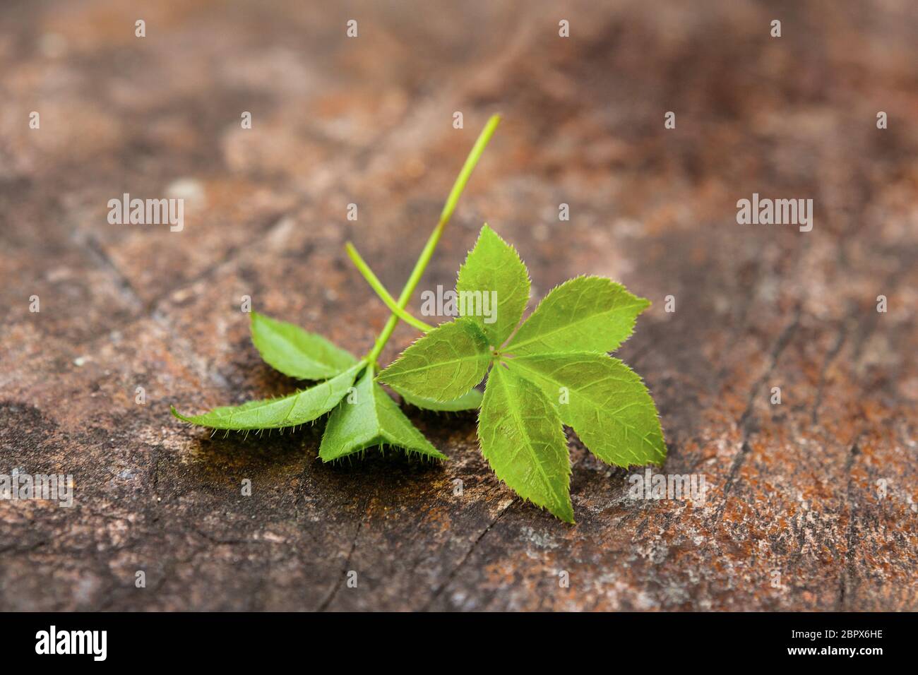 Jiaogulan ( gynostemma pentaphyllum) healthy medical plant Stock Photo ...