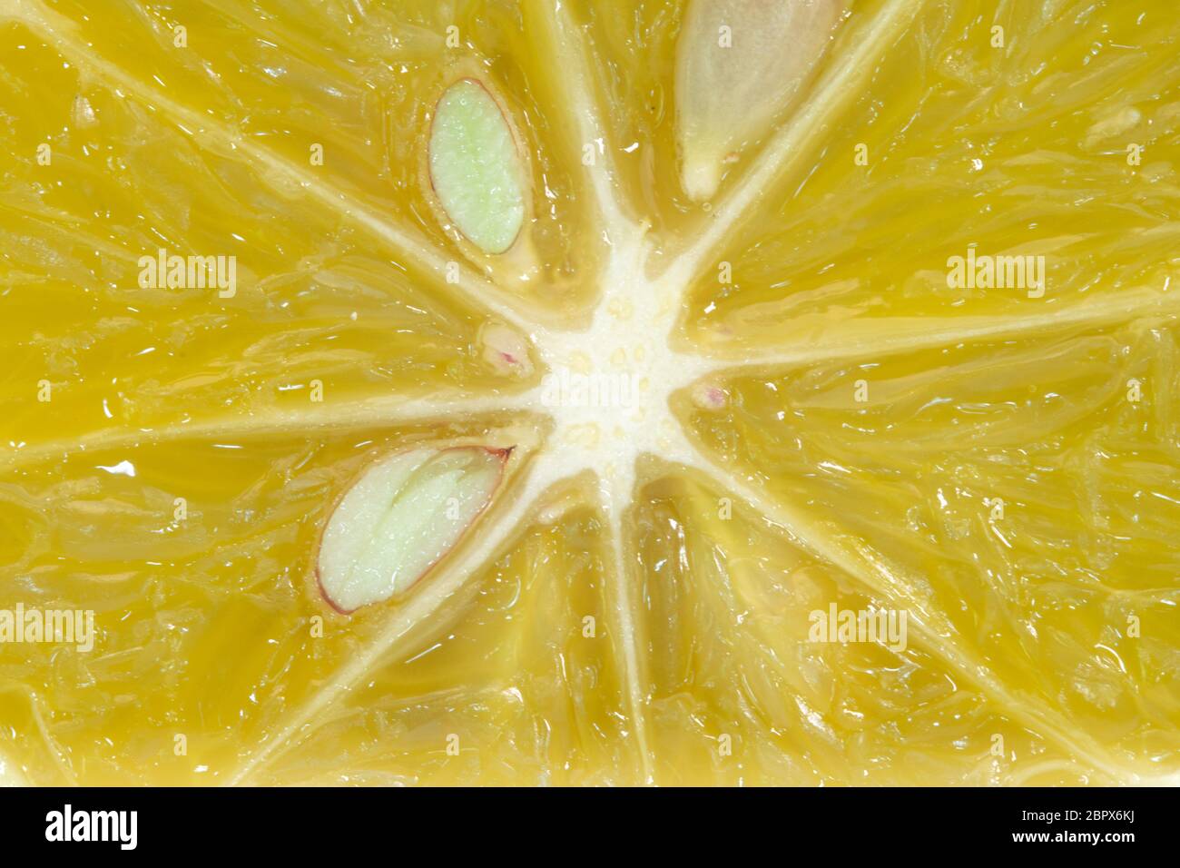 Texture Fresh organic rustic slice lime isolated on white background ...