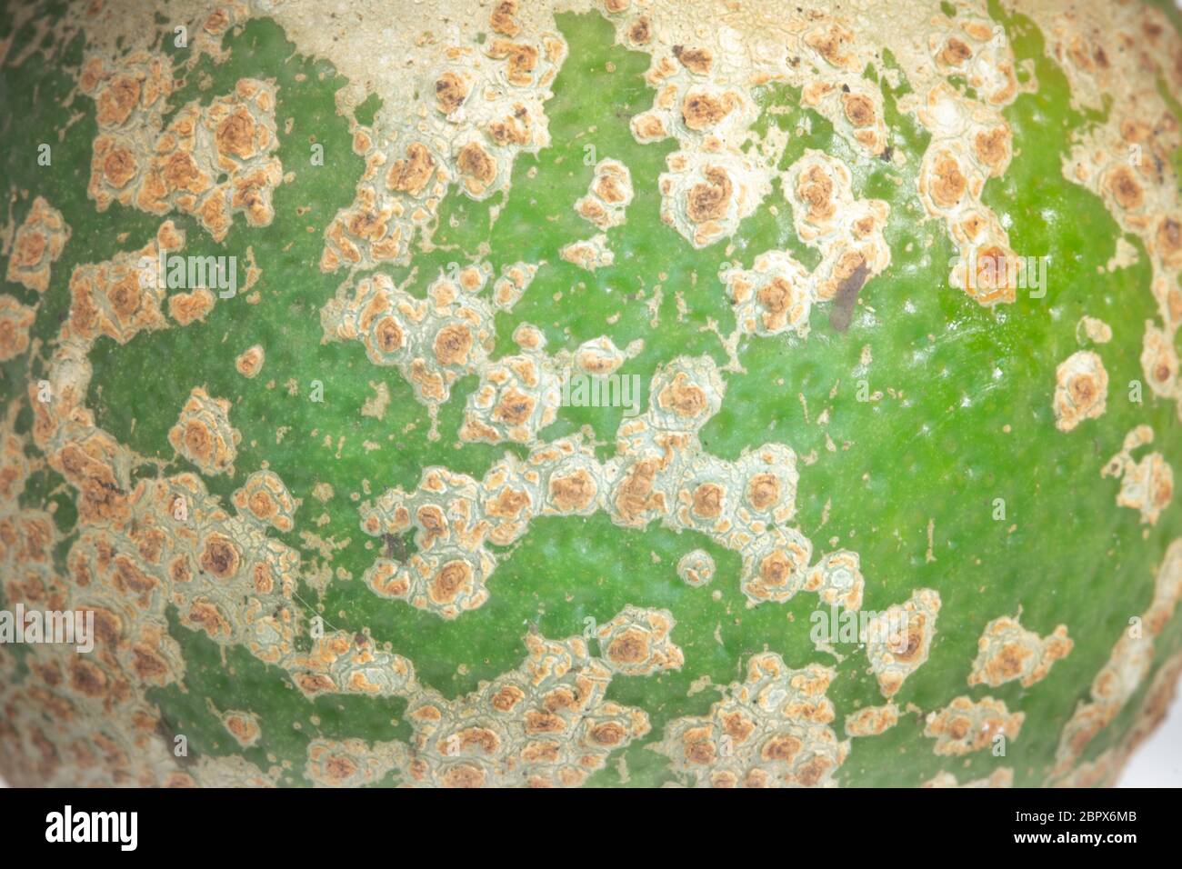 Shell Texture Fresh organic rustic slice lime isolated on white ...