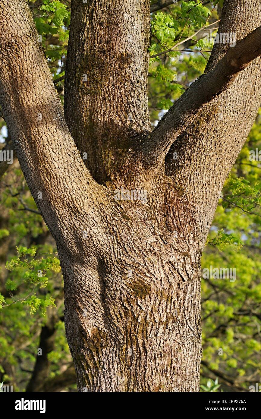 Thick tree trunk close up Stock Photo - Alamy