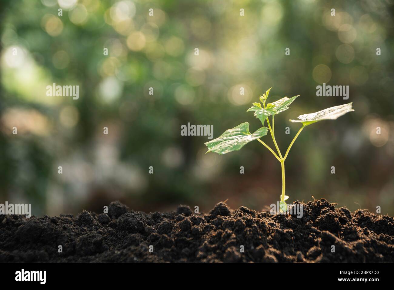 Seedling and plant growing in soil and copy space for insert text Stock ...