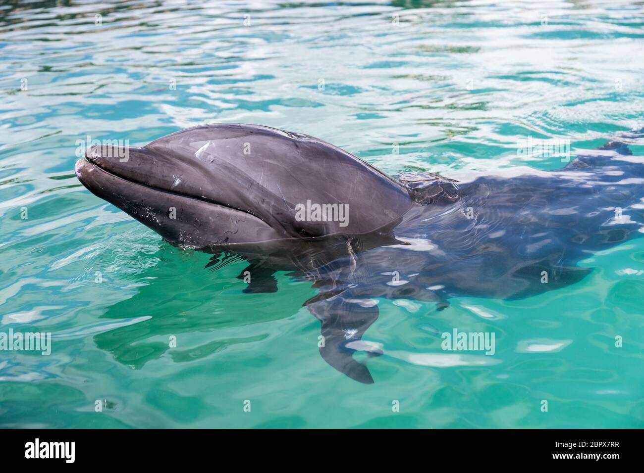 Pink dolphin peru hi-res stock photography and images - Alamy