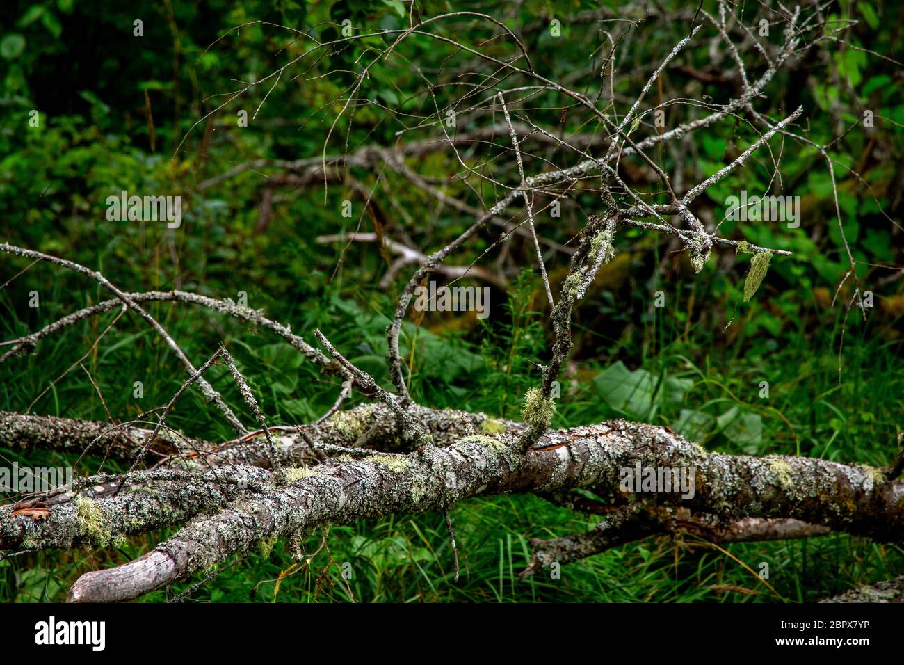 Forest with a dead and broken birch tree on the river shore in Latvia ...