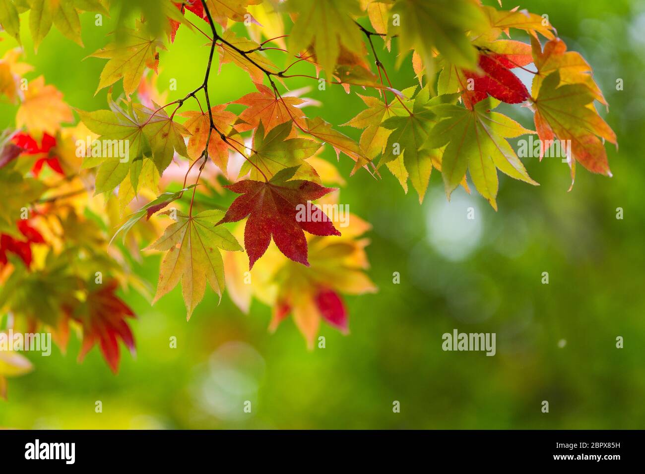 Maple tree over green background Stock Photo - Alamy
