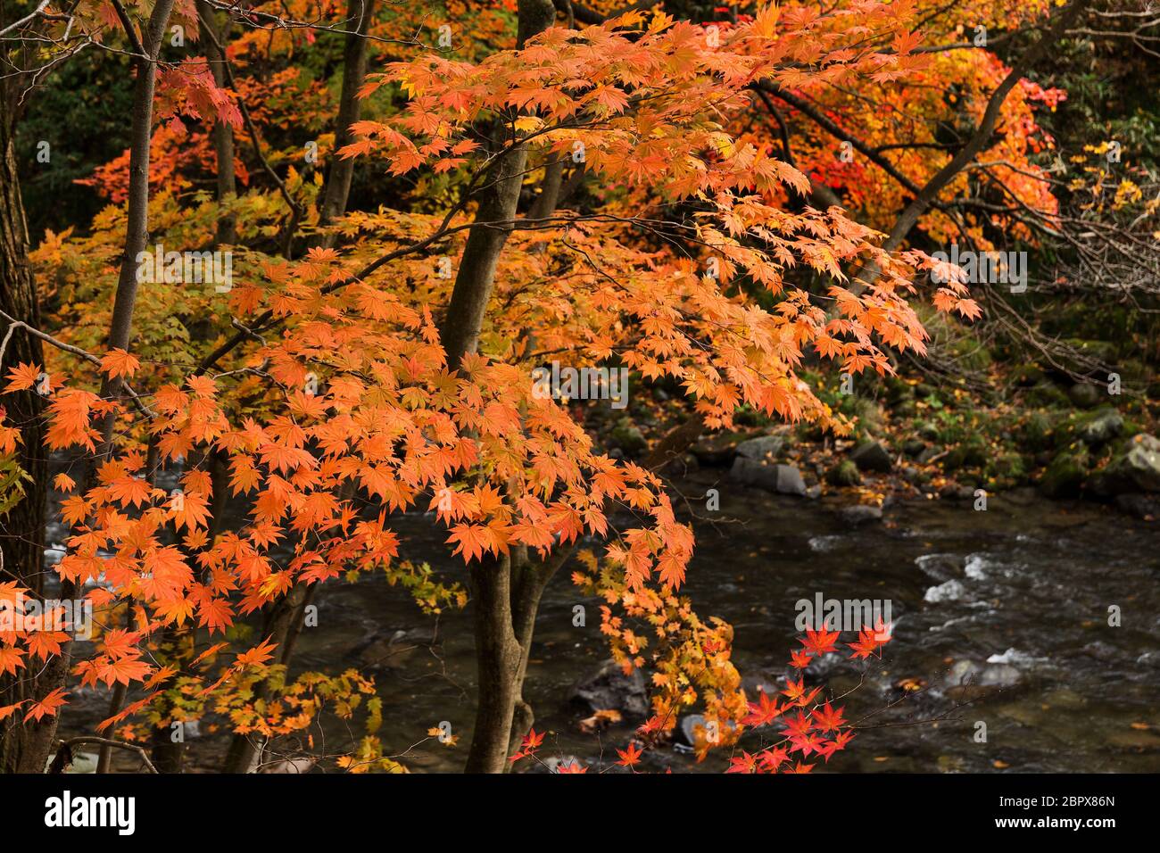 Red maple tree with river cascade Stock Photo - Alamy