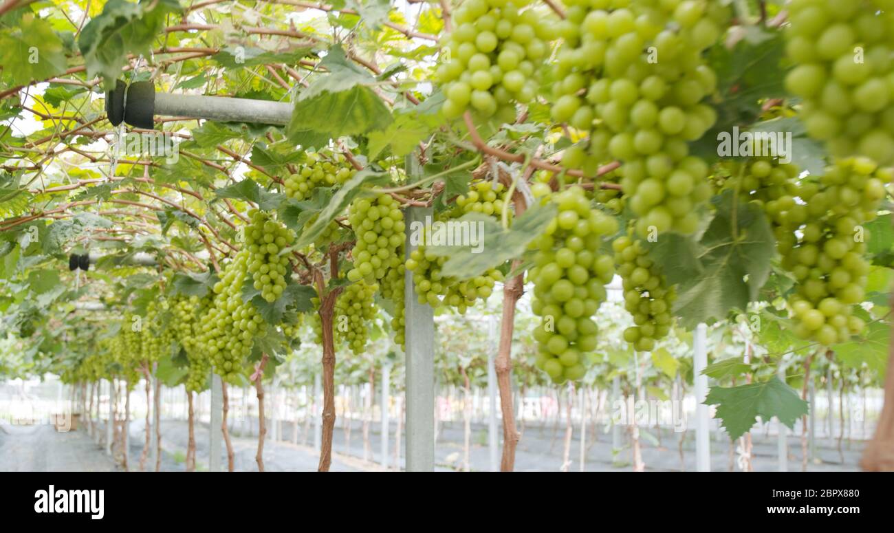 Green grape farm Stock Photo - Alamy