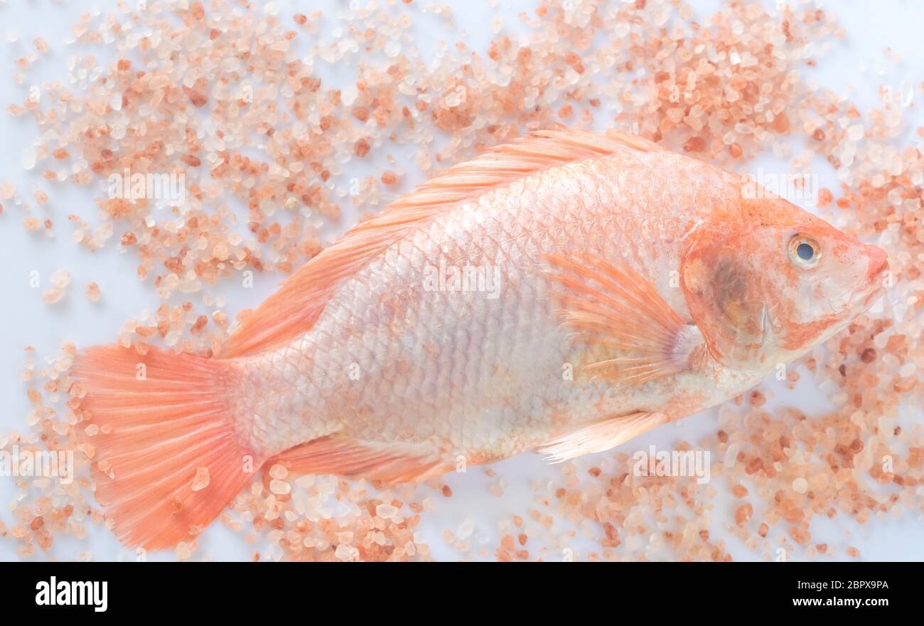 Fresh Tilapia with pink salt Stock Photo - Alamy
