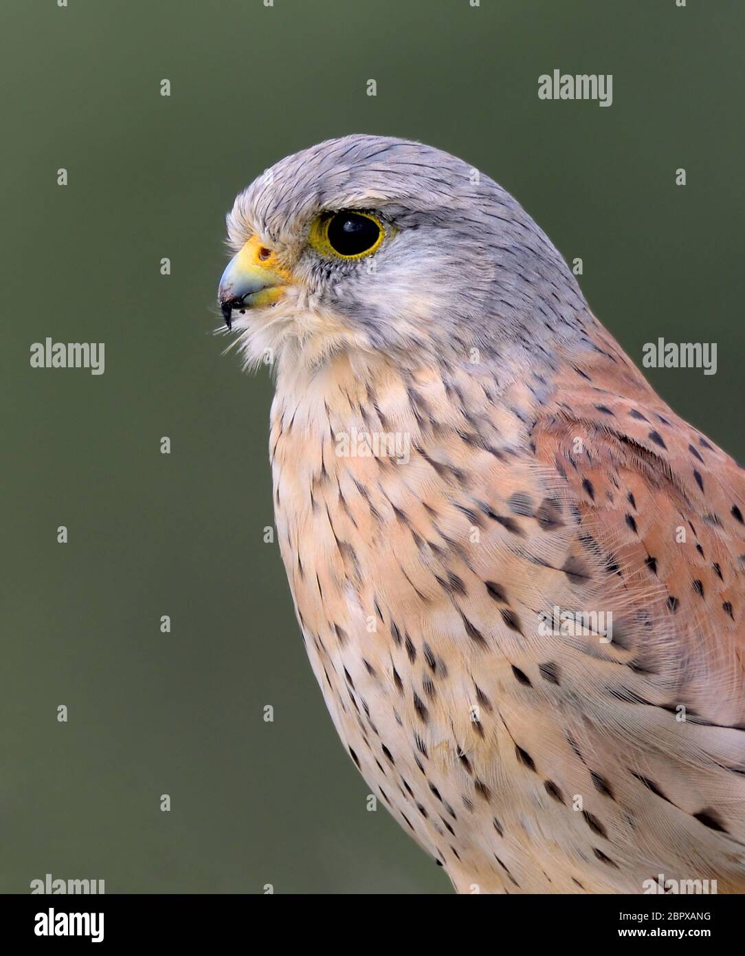 The common kestrel is a bird of prey species. It is also known as the ...