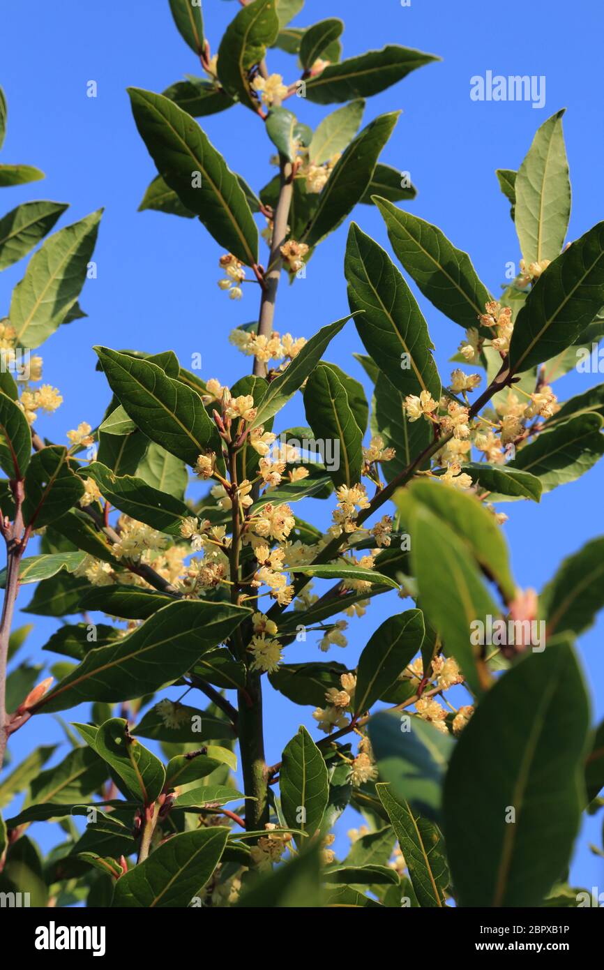Laurus nobilis garden hi-res stock photography and images - Alamy