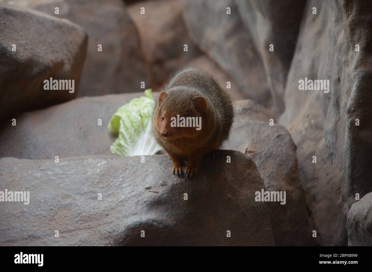 Dwarf mongoose portrait in the zoo Stock Photo - Alamy