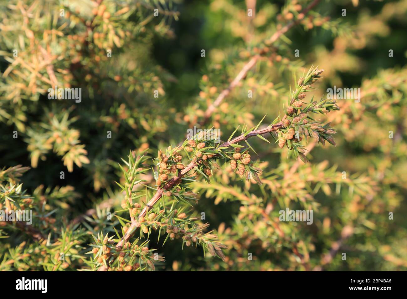 Flowers on a juniper bush in a garden in Kent, England Stock Photo - Alamy