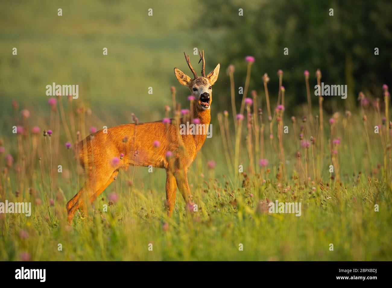 Roe deer, capreolus capreolus, buck in summer. Wild animal with space ...
