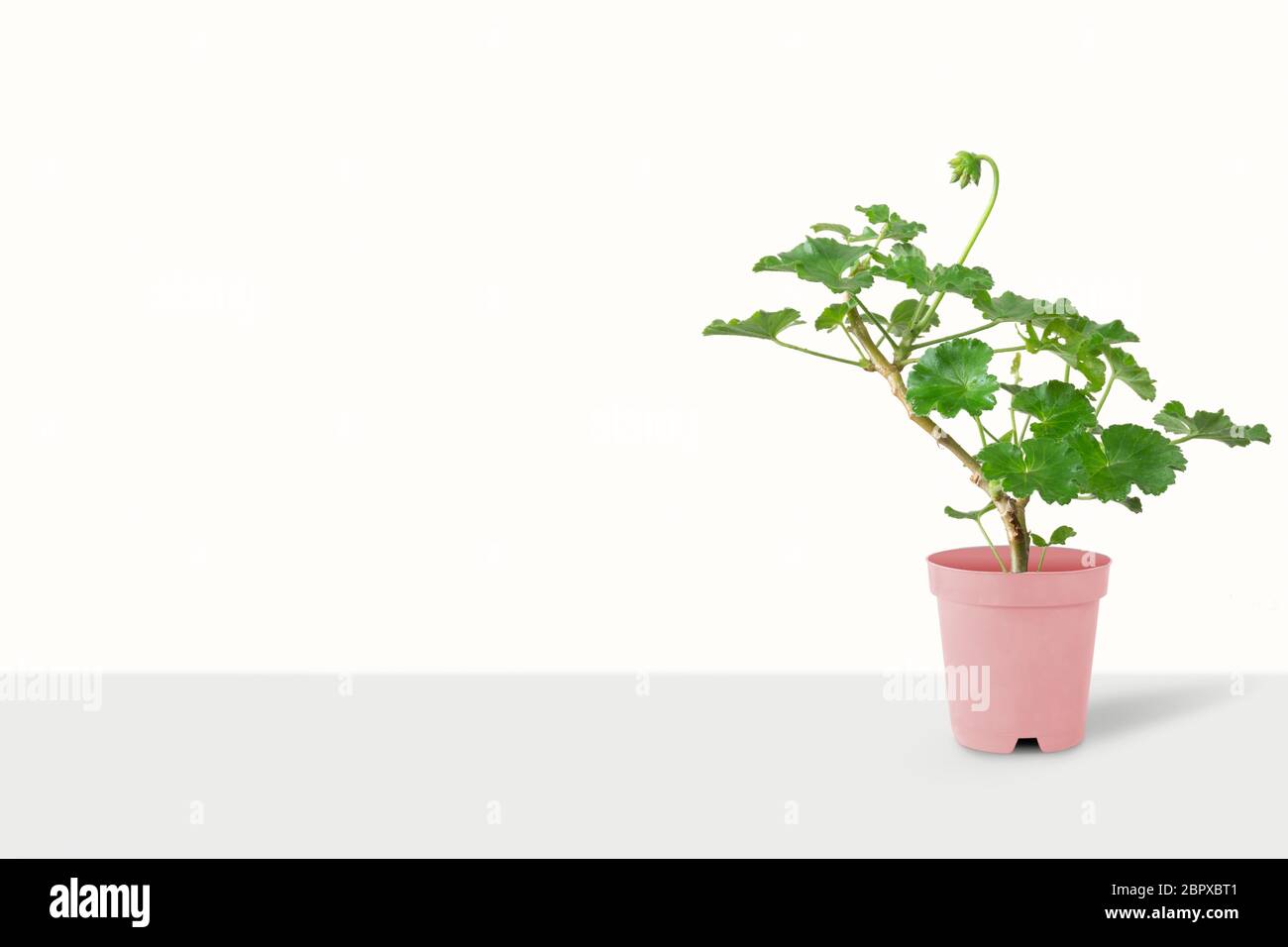 Geranium houseplant in flower pot. Isolated on white background Stock ...