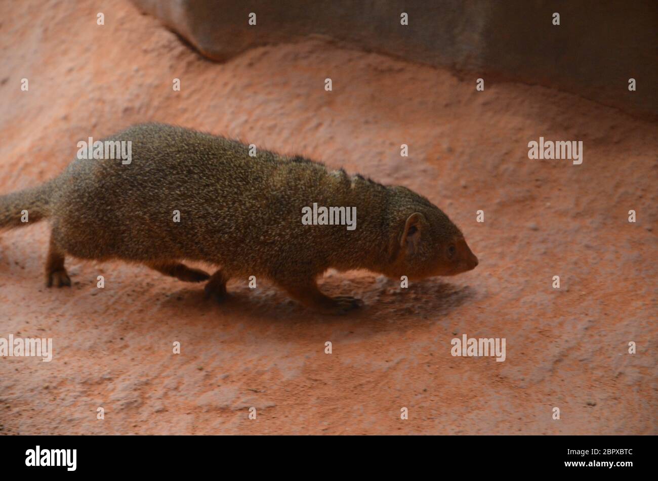 Dwarf mongoose portrait in the zoo Stock Photo - Alamy