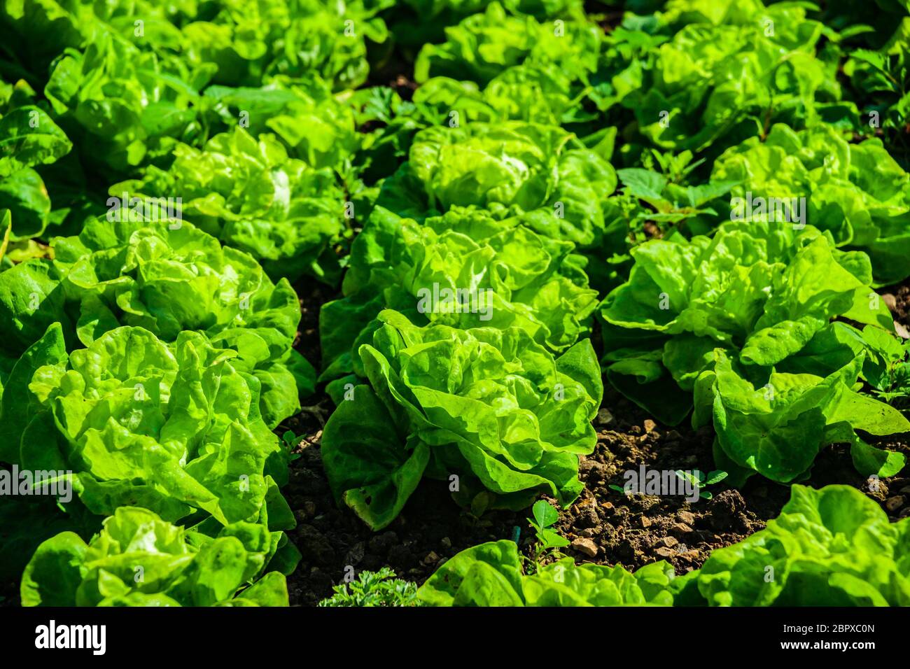 Food background. Chinese cabbage closeup on a garden bed. Growing ...