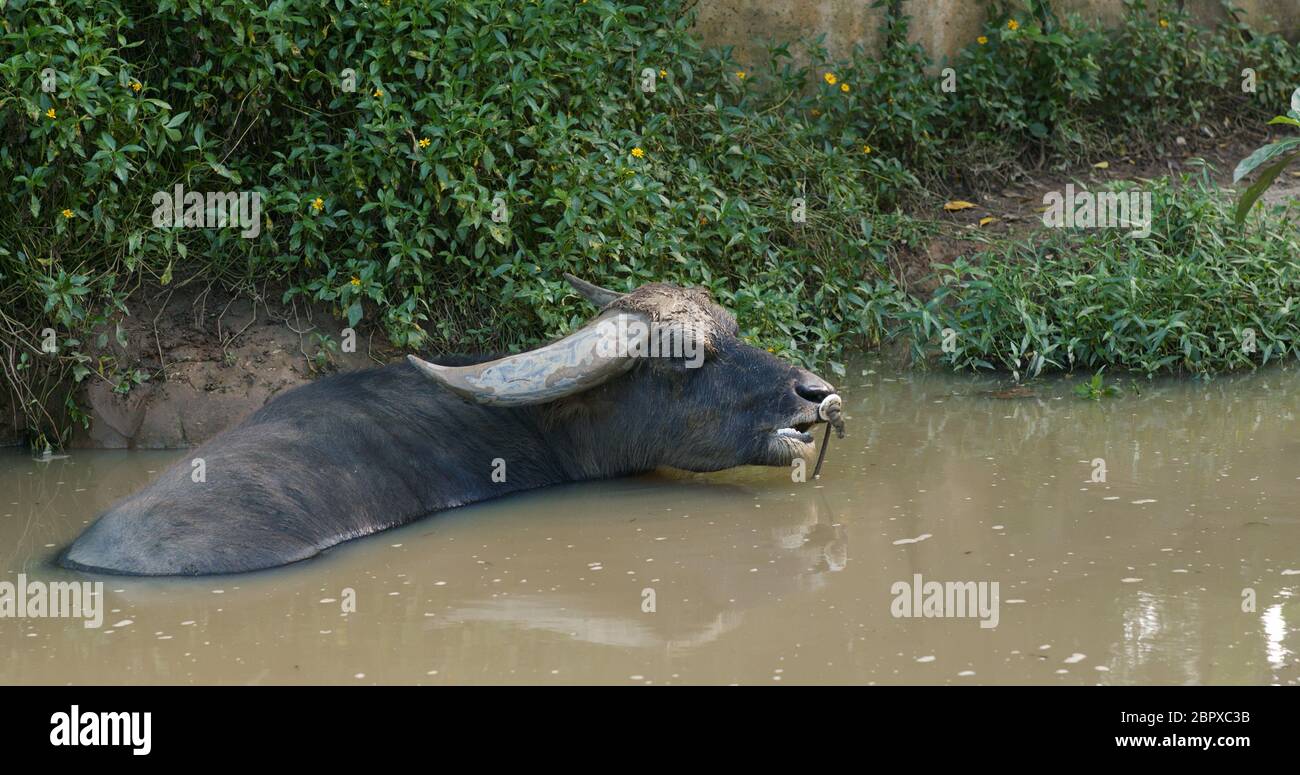 Buffalo inside water Stock Photo - Alamy