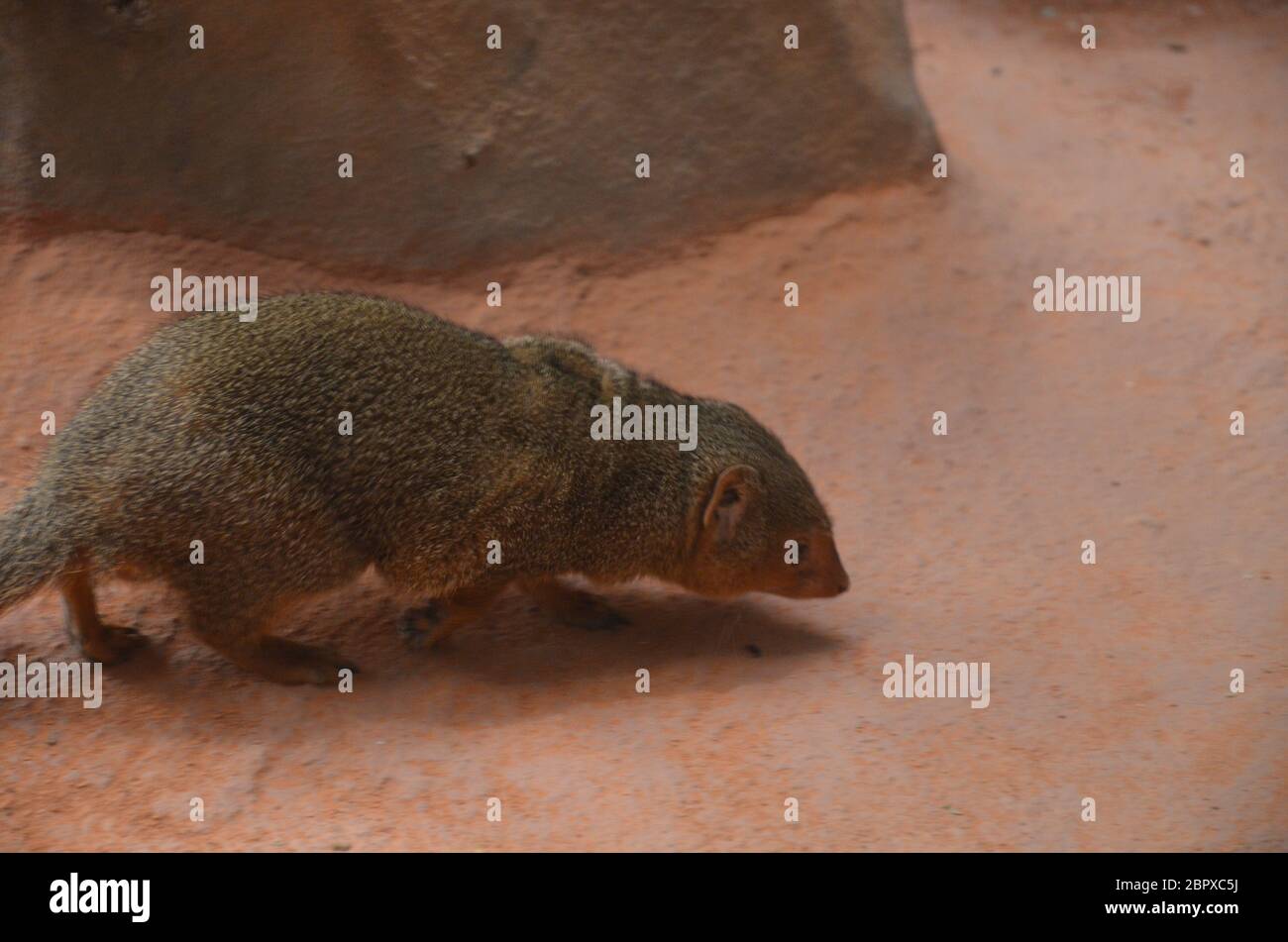 Dwarf mongoose portrait in the zoo Stock Photo - Alamy