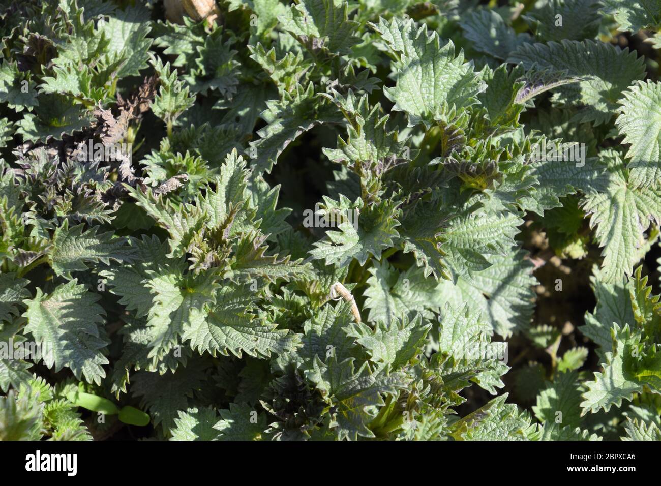 Young shoots of nettle in spring in the garden Stock Photo - Alamy