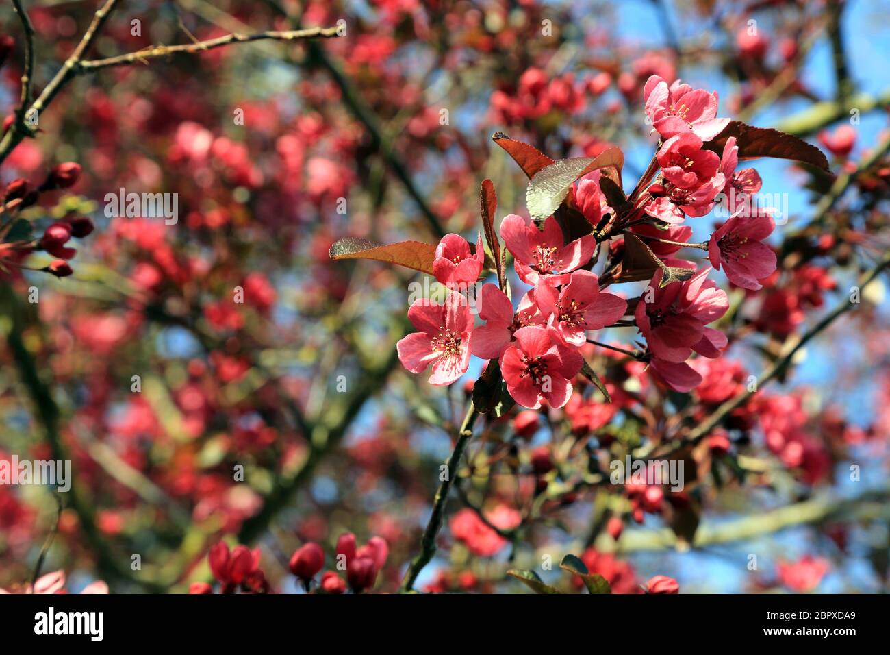 Pink flowers of flowering cherry tree in a garden in Kent, England ...