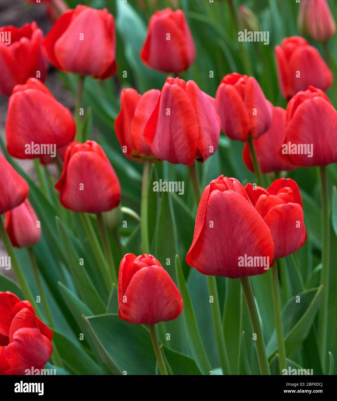 red blooming unblown tulips with green leaves and stems, day Stock ...