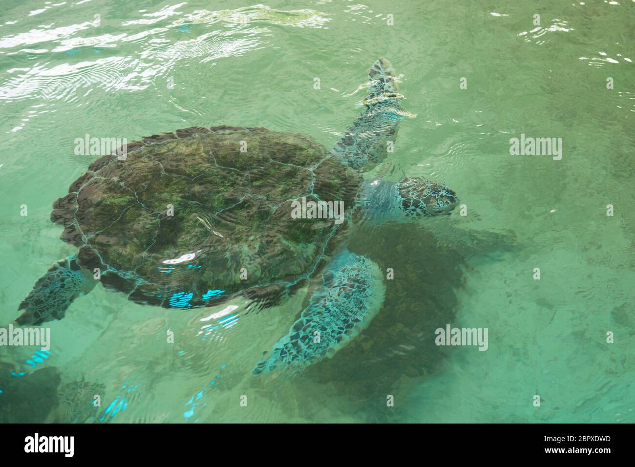 sea turtle swims in the pool at the zoo,here it is safe Stock Photo - Alamy
